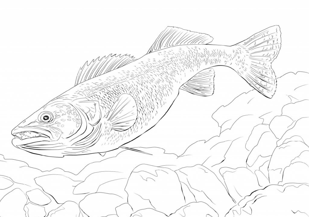 Fish Coloring Pages for Kids | 101 Activity